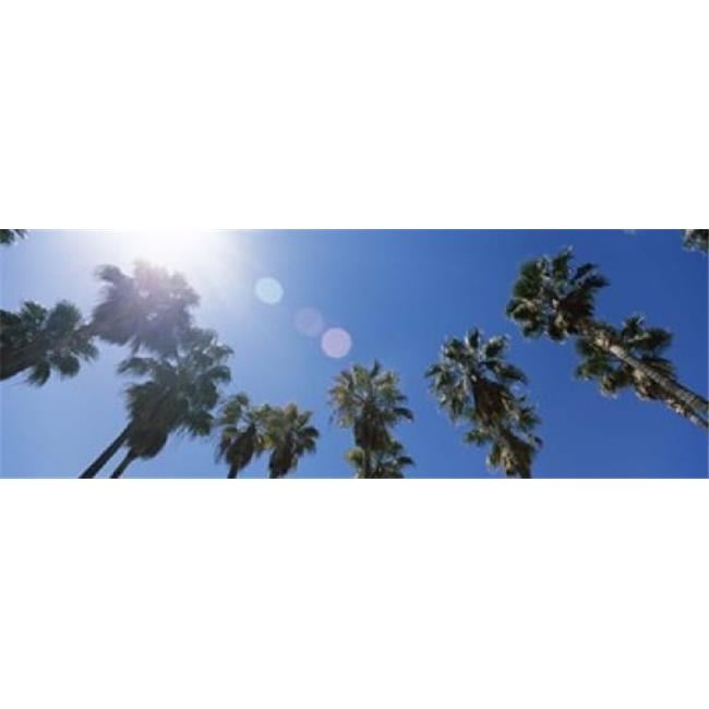 Low Angle View of Palm Trees Downtown San Jose San Jose Santa Clara ...