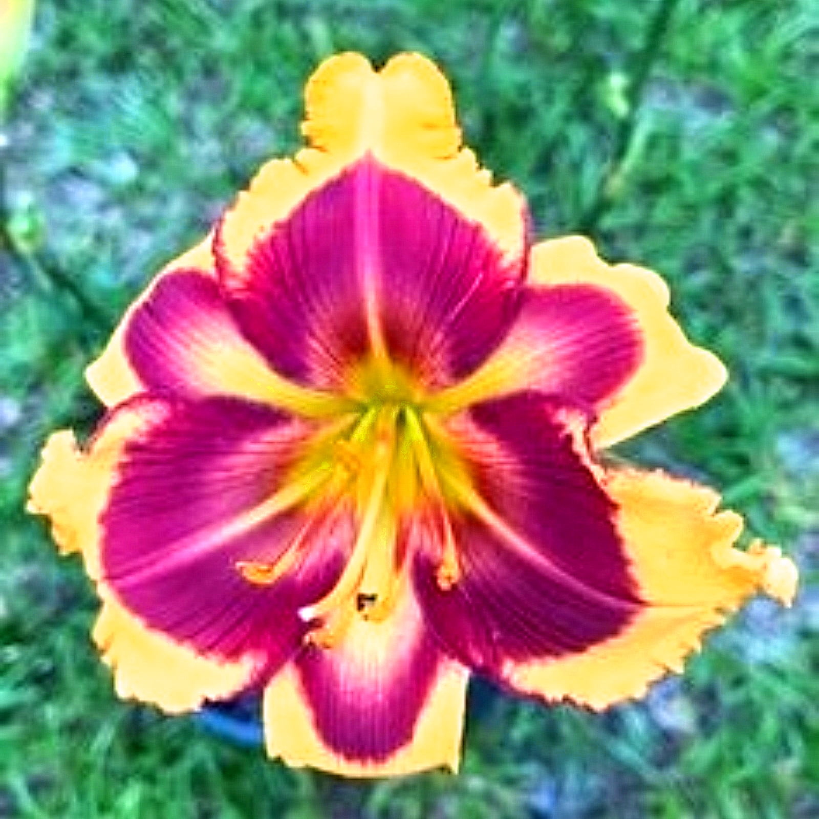 Low Maintenance Daylilies – Colorful Perennials That Return Every Year ...