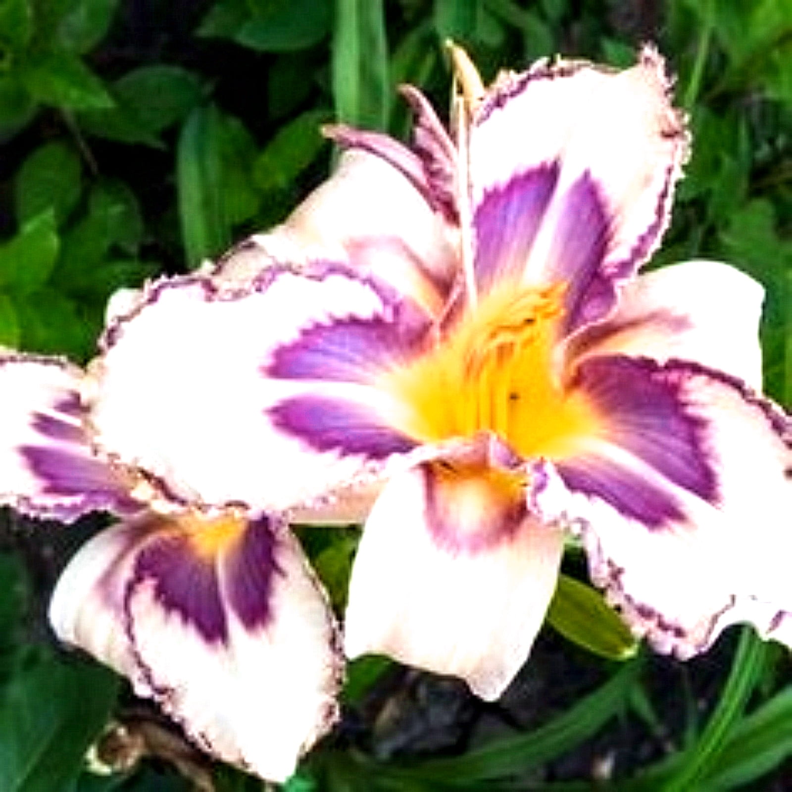 Low Maintenance Daylilies – Colorful Perennials That Return Every Year ...