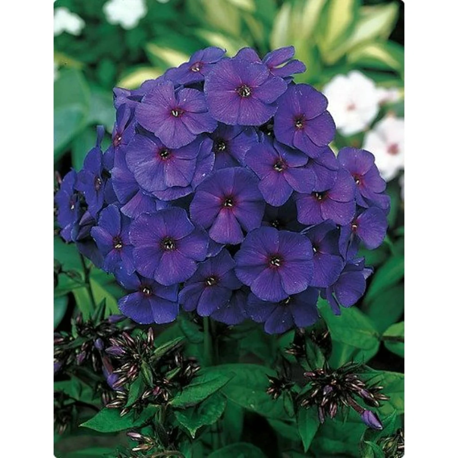 Low Maintence Garden Phlox -Phlox - Decorate Your Living Space ...