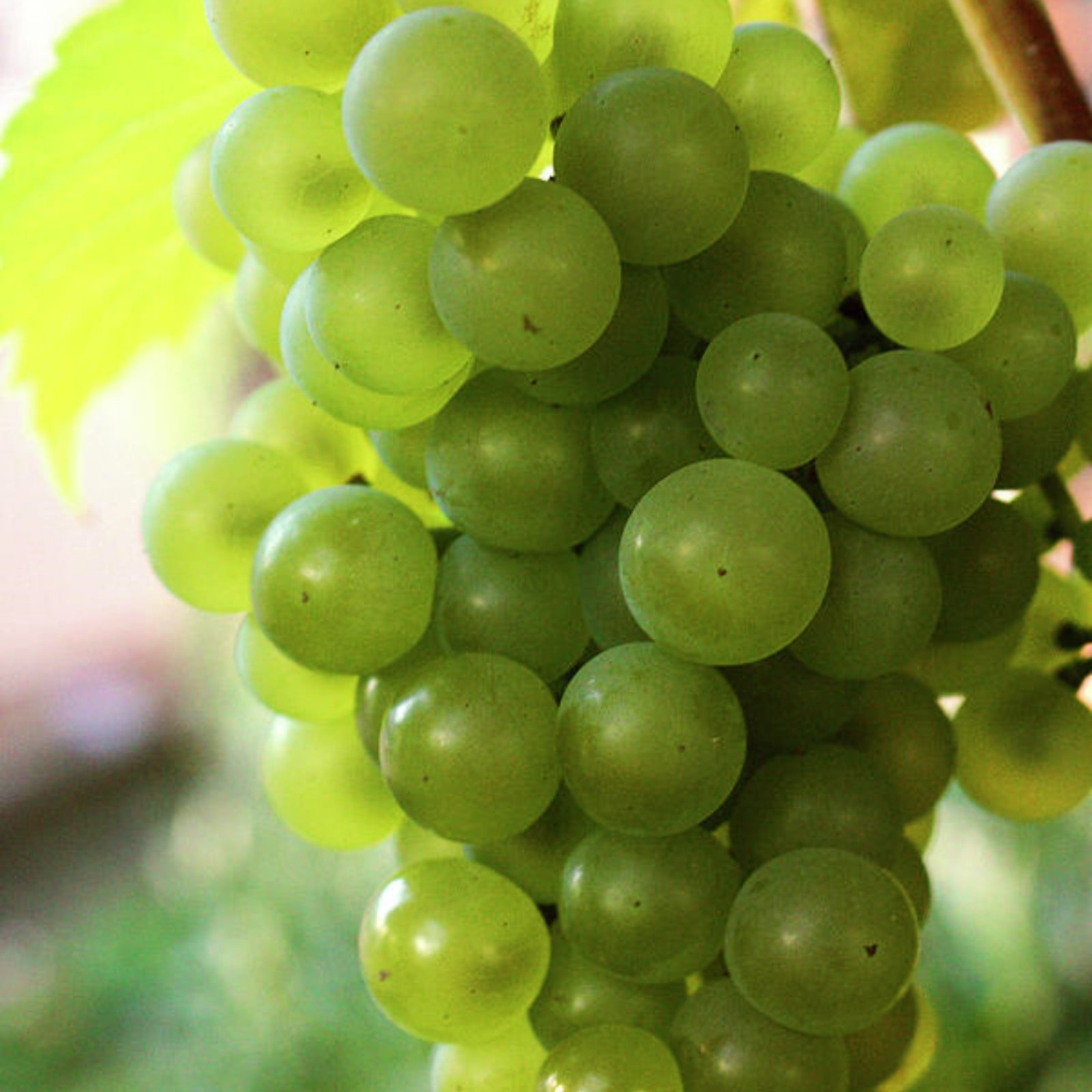 Low Maintence Indoor-Grape Bulbs -Large Bunches Of Grapes On Vines ...