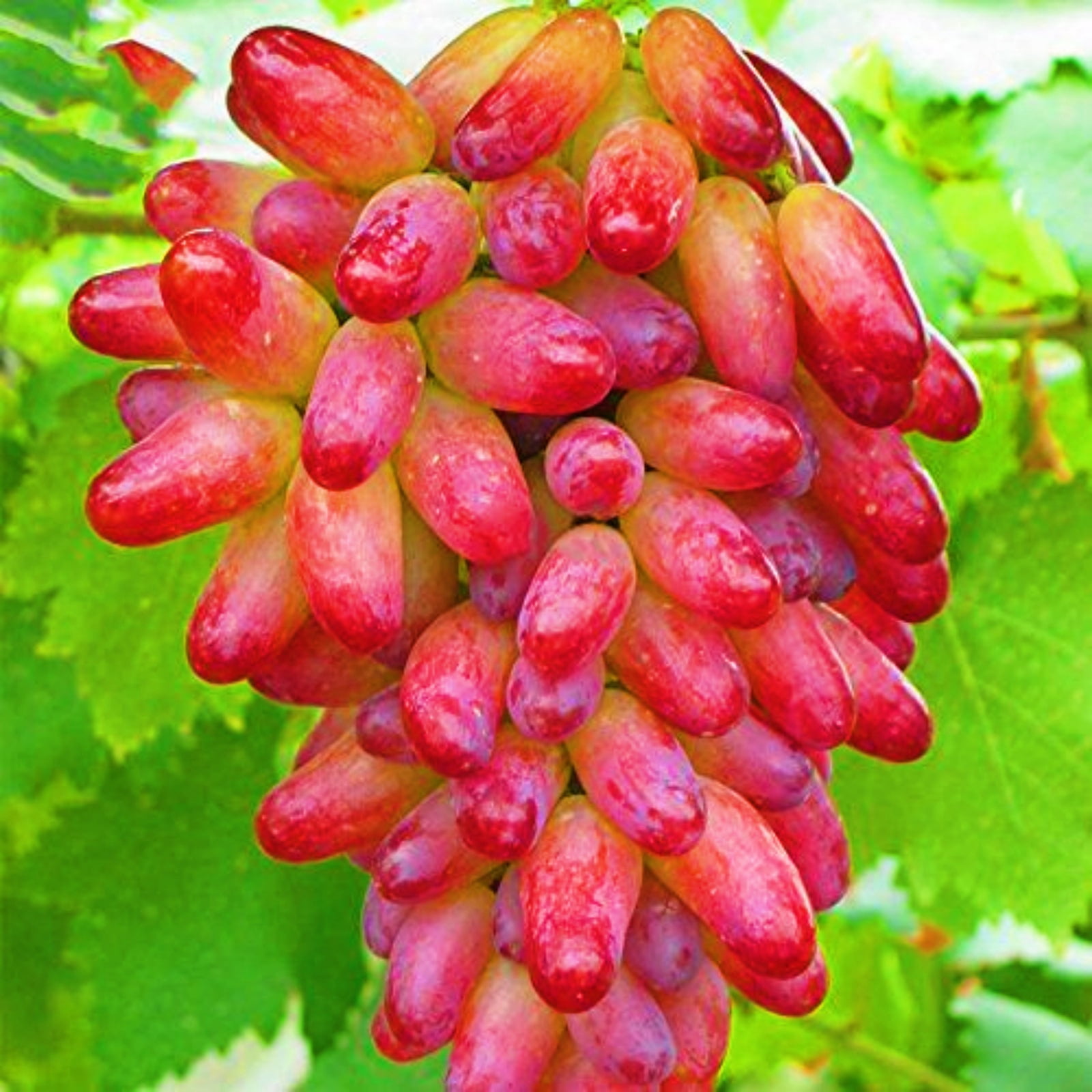 Low Maintence Outdoor-Grape Roots -Large Bunches Of Grapes On Vines ...