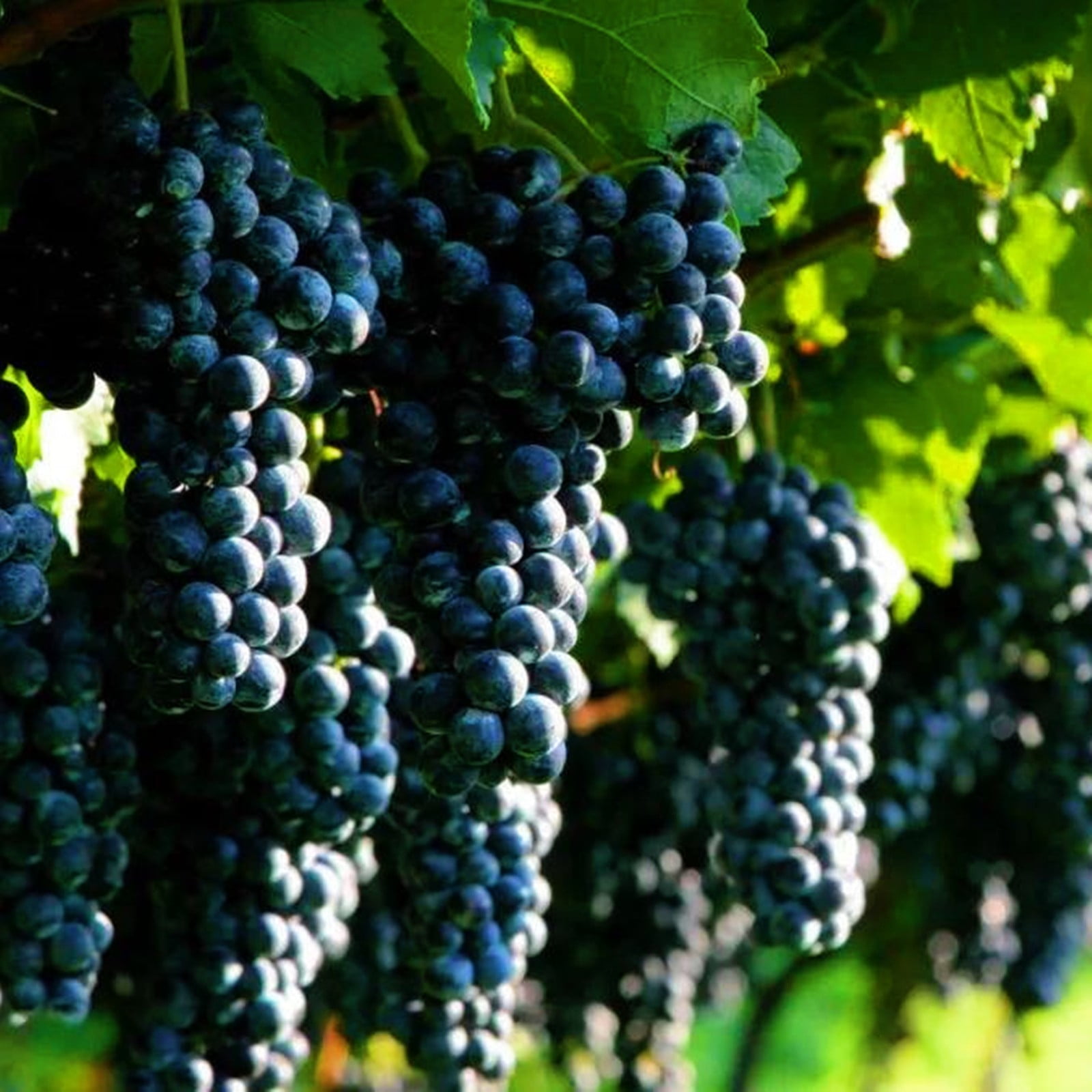 Low Maintence Outdoor-Grape Roots -Large Bunches Of Grapes On Vines ...