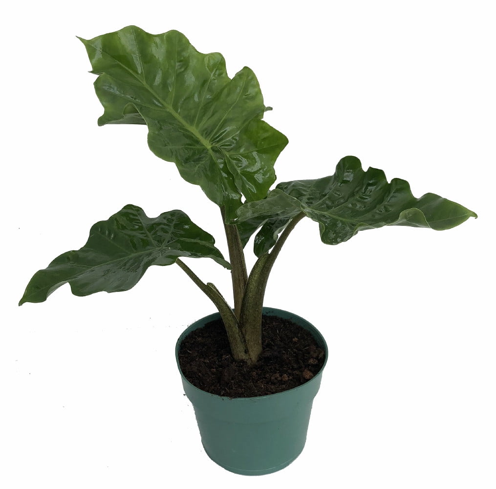 Low Rider Elephant Ear Plant - Alocasia portora - Houseplant - 6" Pot ...