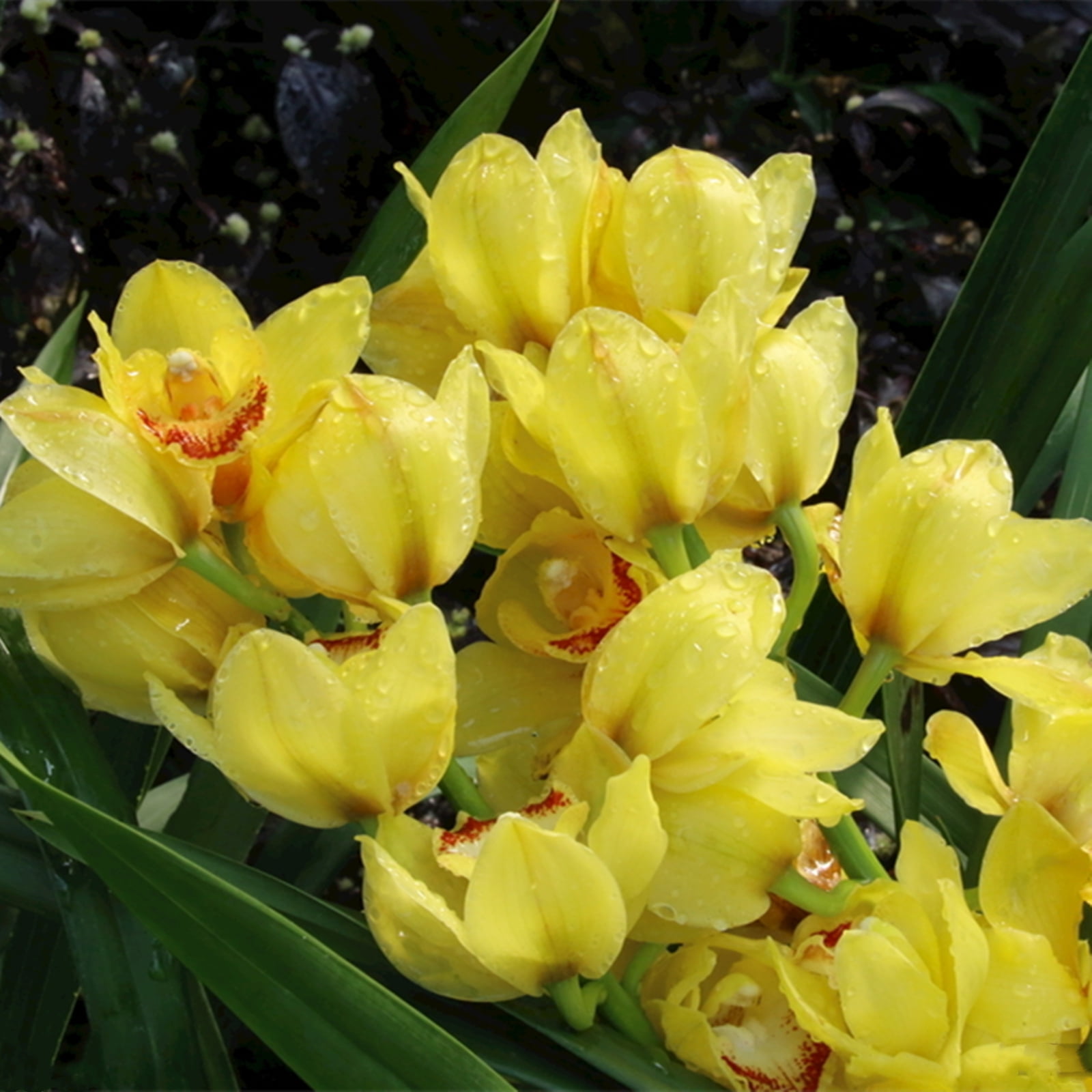 Low maintenance,(Cymbidium) Rich Colors Cymbidium, Long Lasting ...