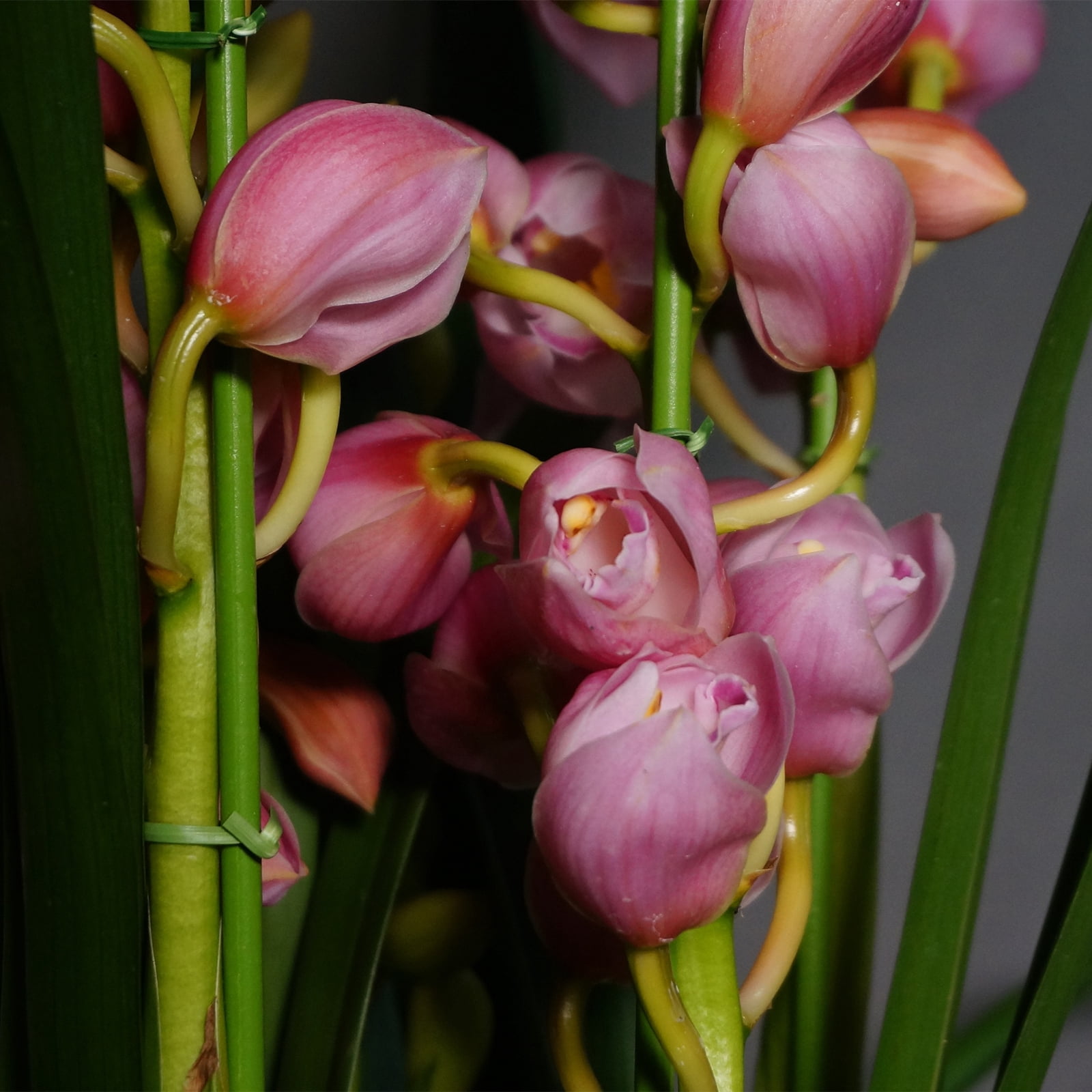 Low maintenance,(Cymbidium) Rich Colors Cymbidium, Long Lasting ...