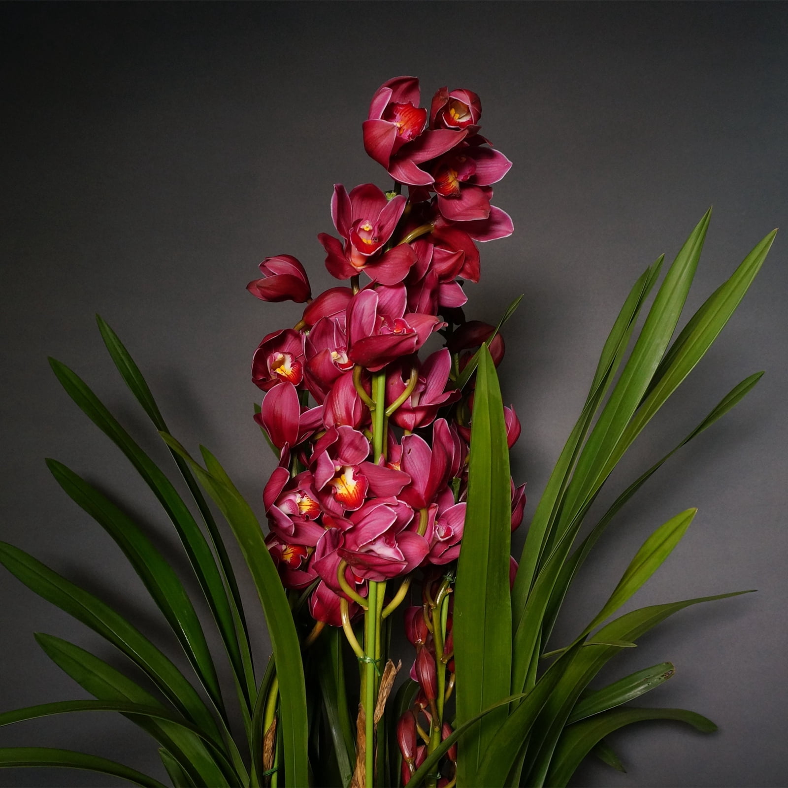 Low maintenance,(Cymbidium) Rich Colors Cymbidium, Long Lasting ...