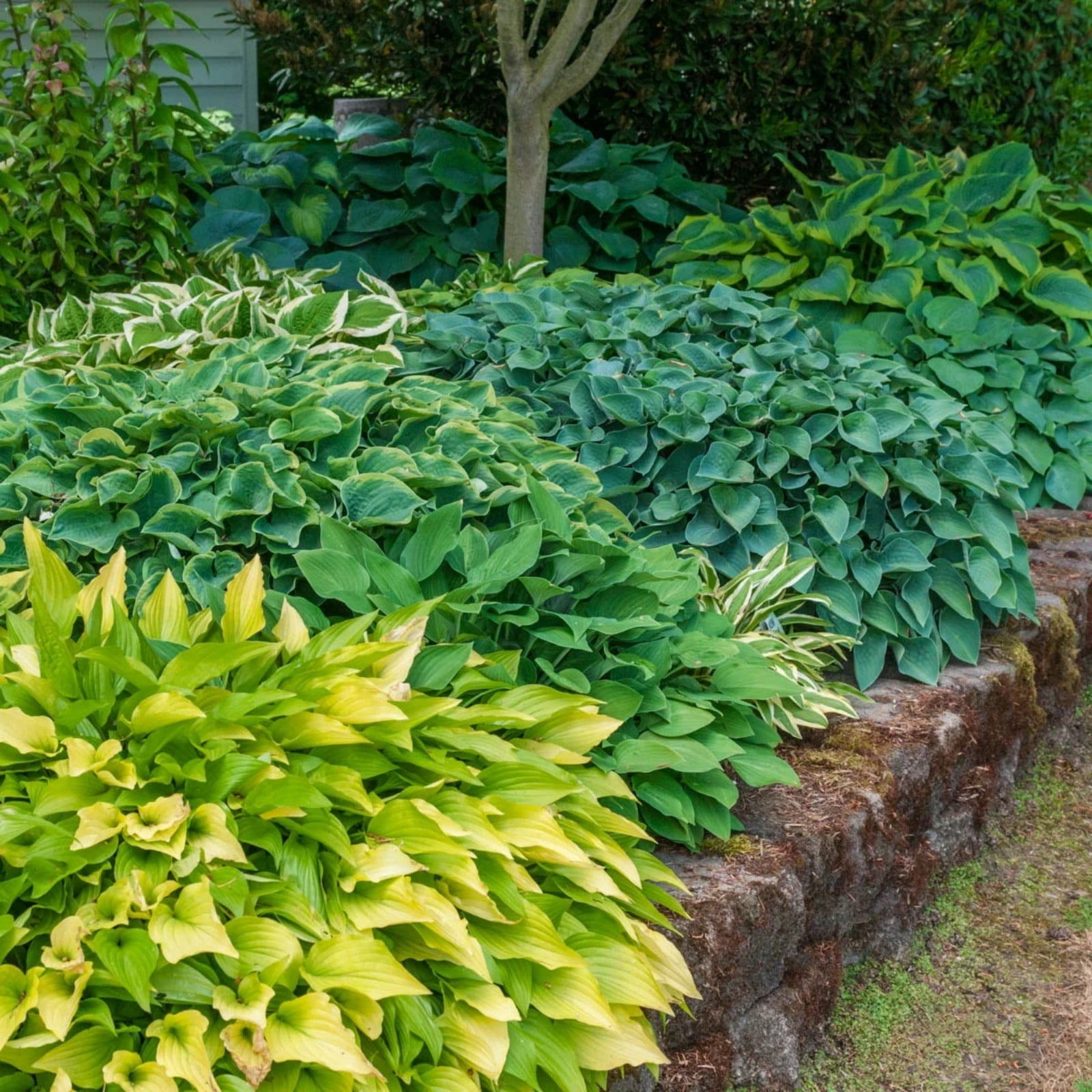 Low maintenance, For sale, (Hostas) Indoors or Outdoor Gardens ...