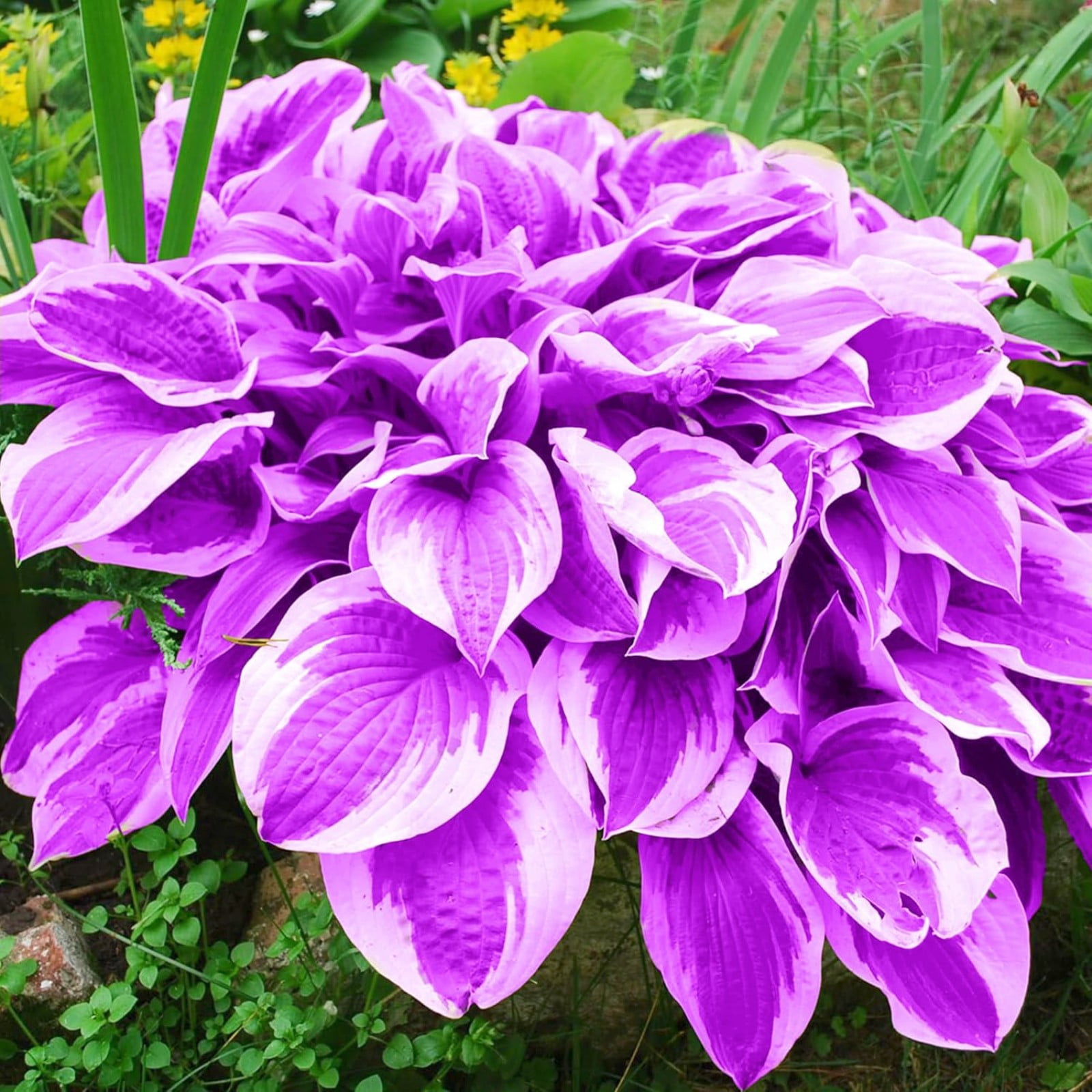 Low maintenance(Hostas) Indoors or Outdoor Gardens Decoration, Pots to ...