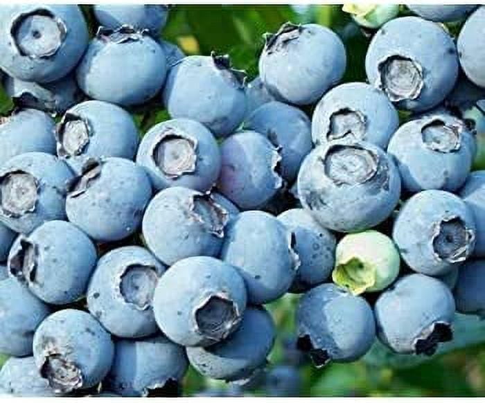 CZ Grain 250 Blueberry Plant Seed, Healthy and Viable - Walmart.com