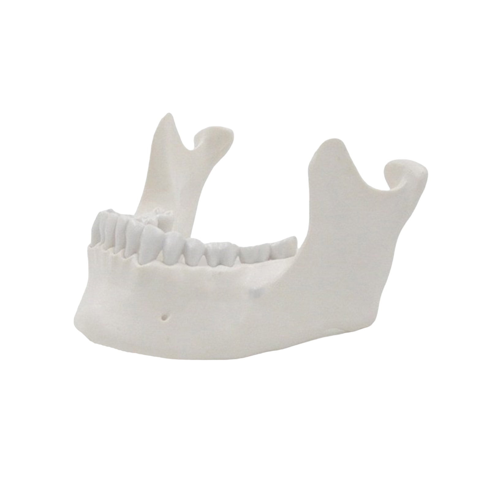 Lower Jaw Model 1:1 Adult Lower Jawbone Model Medicals Teaching Tool ...