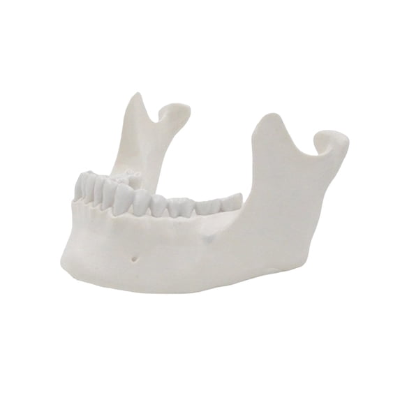 Lower Jaw Model 1:1 Adult Lower Jawbone Model Medicals Teaching Tool ...