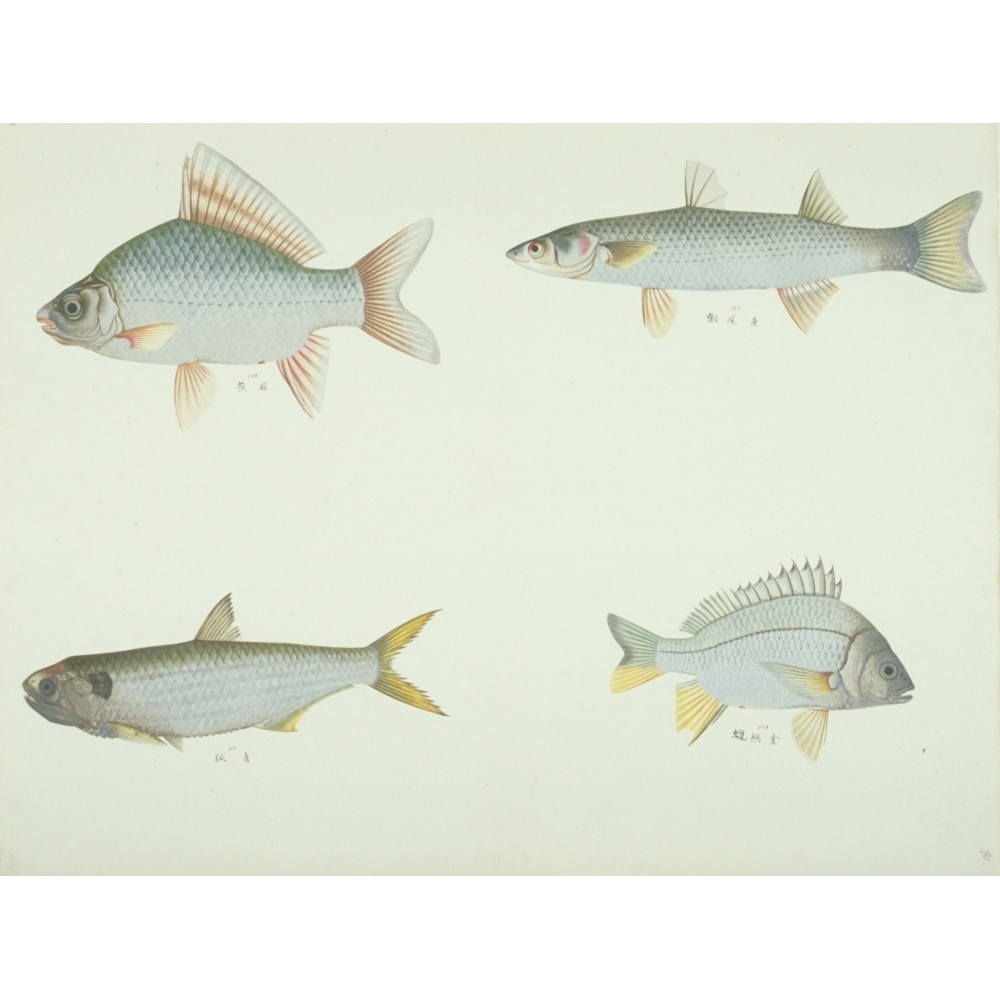 Ls Plate 172 From The John Reeves Collection Poster Print By Mary Evans ...