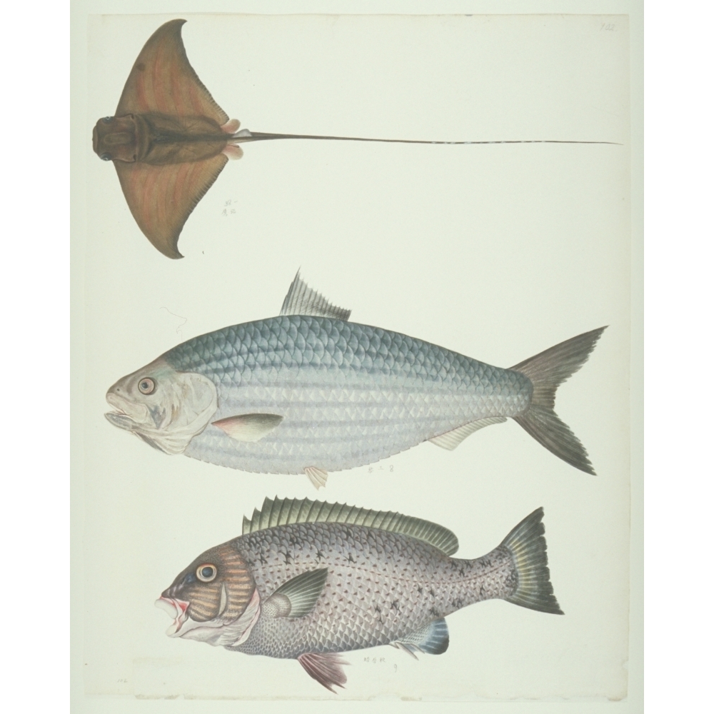 Ls Plate 177 From The John Reeves Collection Poster Print By Mary Evans ...