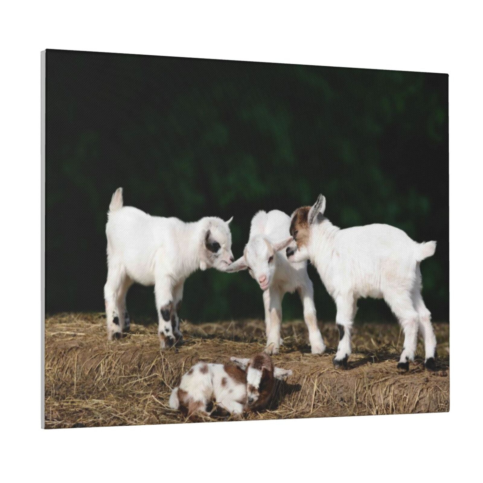 Lsque Cute Goat Baby Print Wall Art – Decorative Picture for Living ...