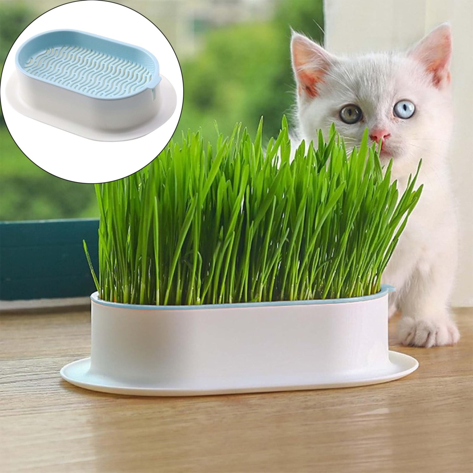 Lssam Soilless Organic Cat Grass Growing Kit Hydroponic Wheatgrass ...