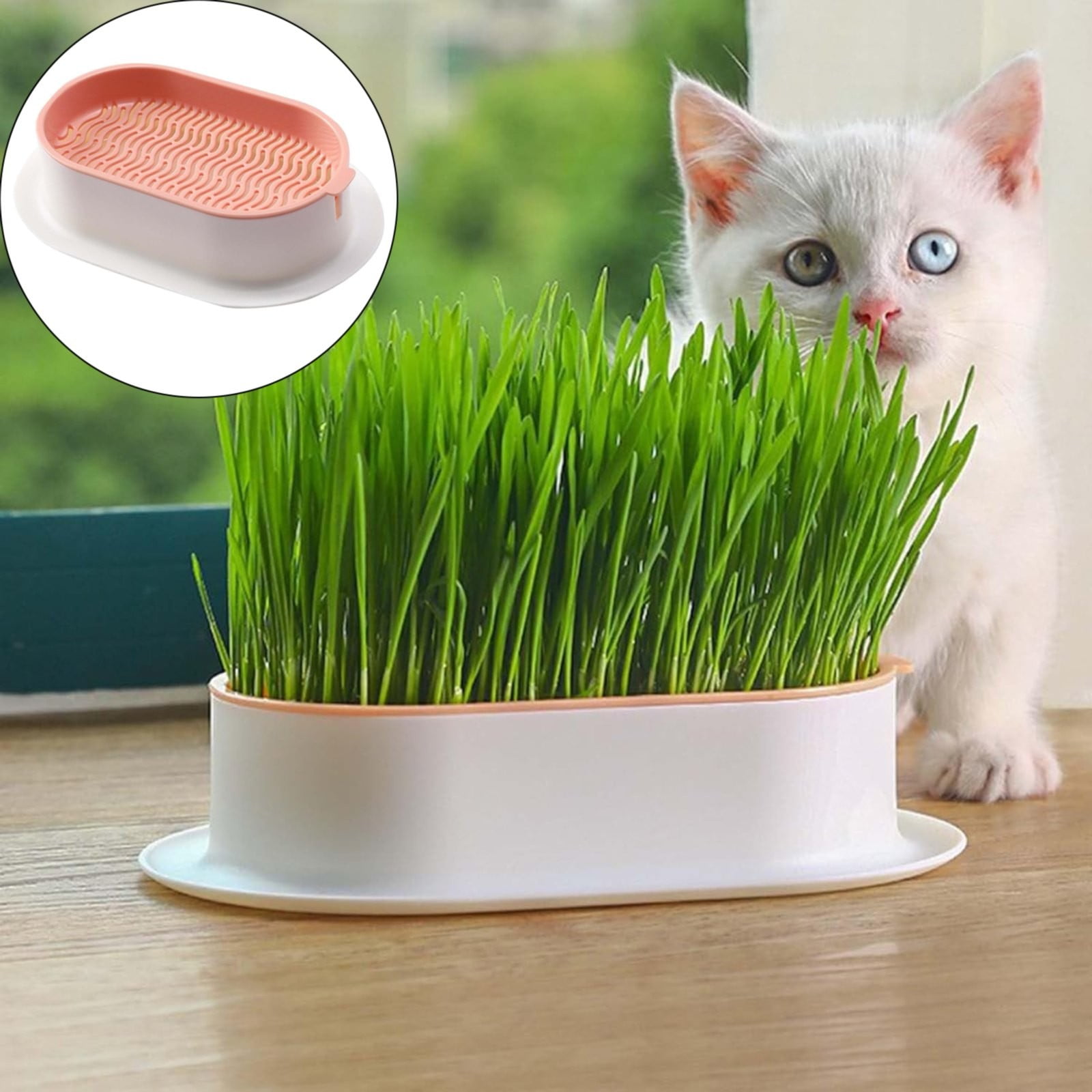 Lssam Sprouting Tray,Fodder Trays,Cat Grass Planter, Cat Planter Cat ...