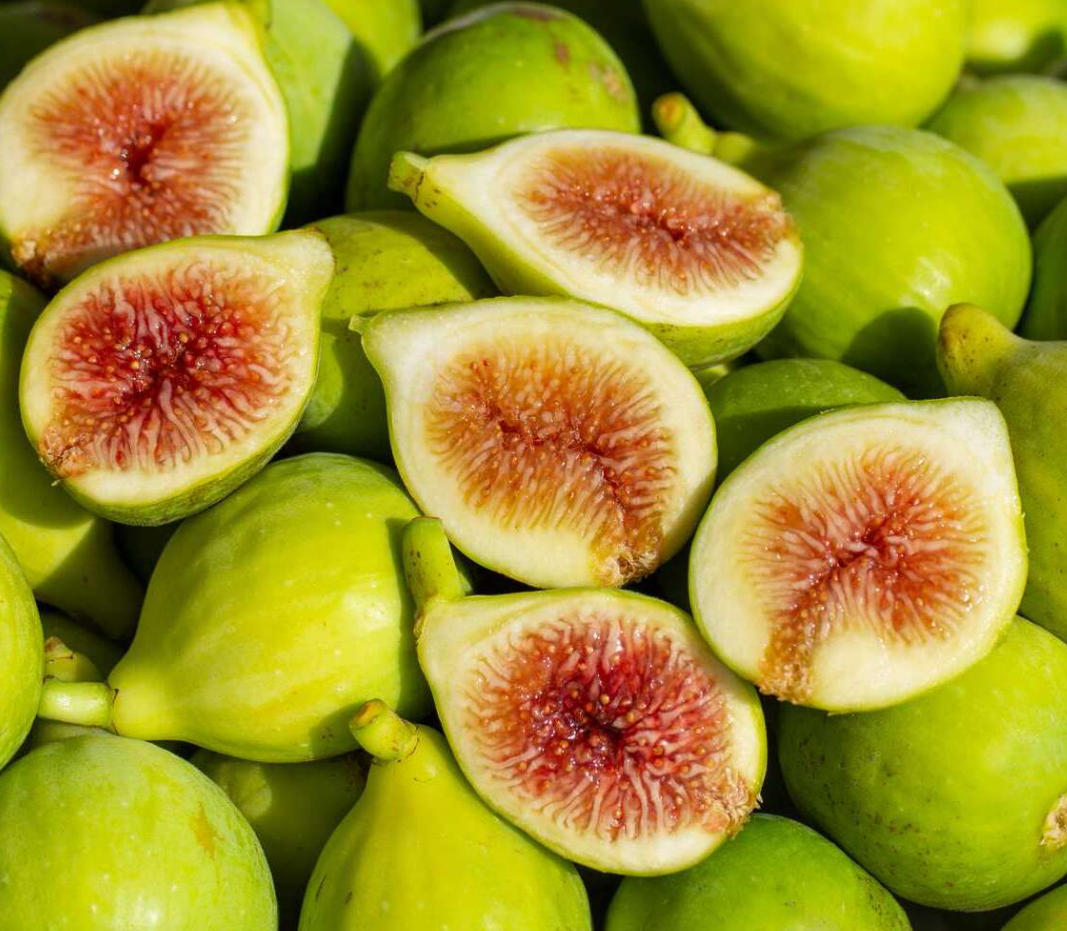 Lsu Gold Fig Plant Live for Planting, Ficus Carica Chicago Hardy Tree ...