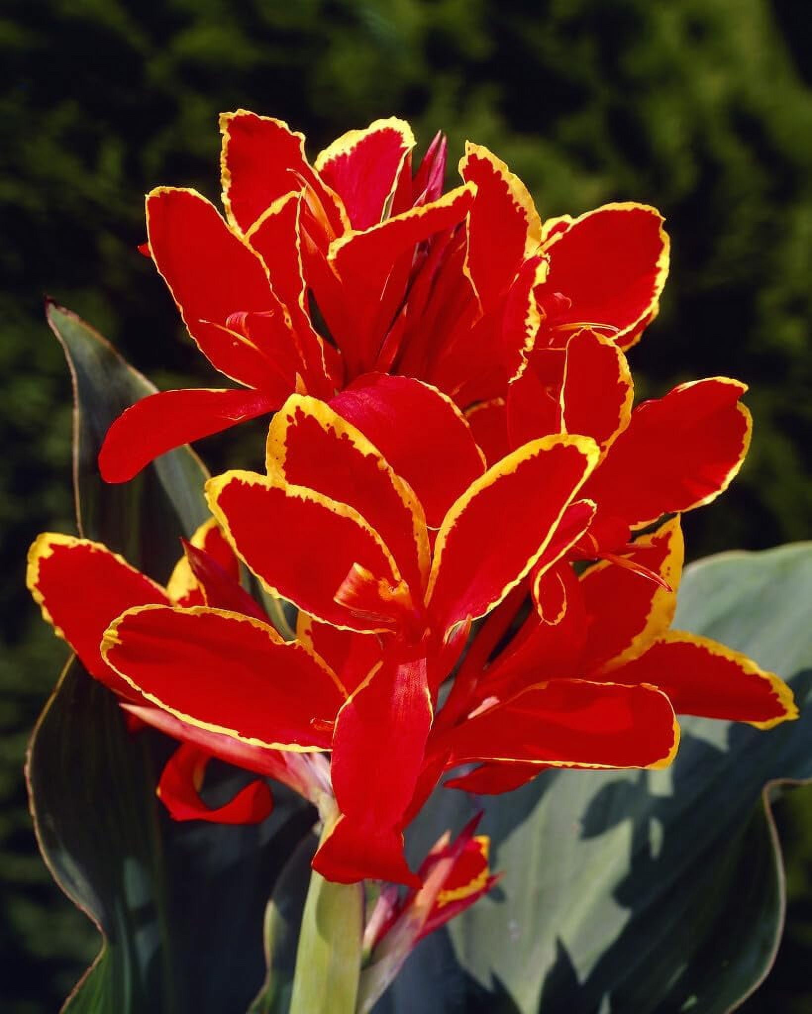 Lucifer Canna Lily Bulbs for Planting - Rhizome/Bulb/Plant (One Bulb ...