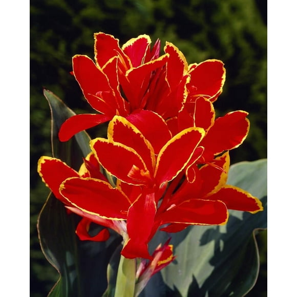 Canna Lily Bulbs in Plant Bulbs - Walmart.com