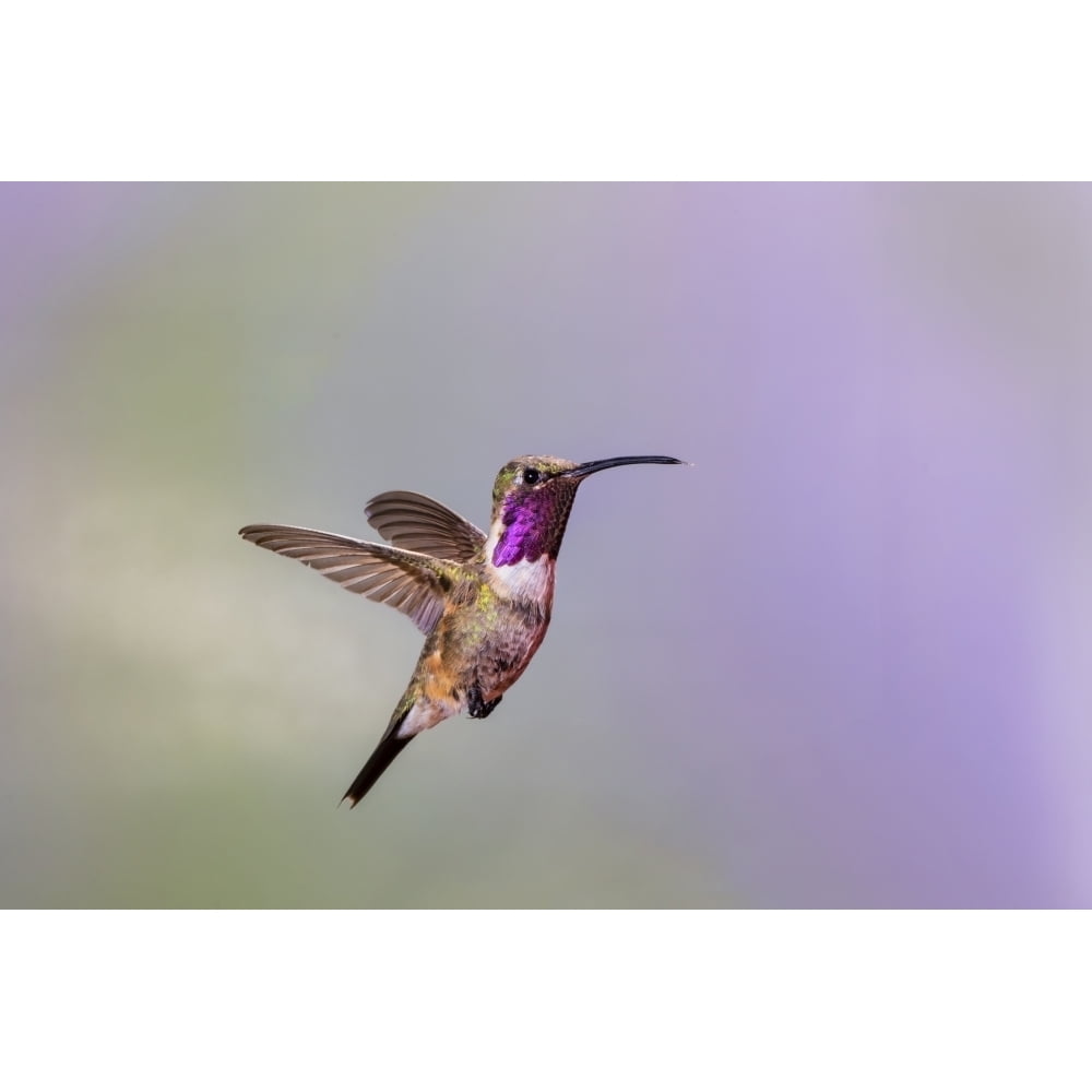 Lucifer hummingbird (Calothorax lucifer) male hovering. Poster Print by ...