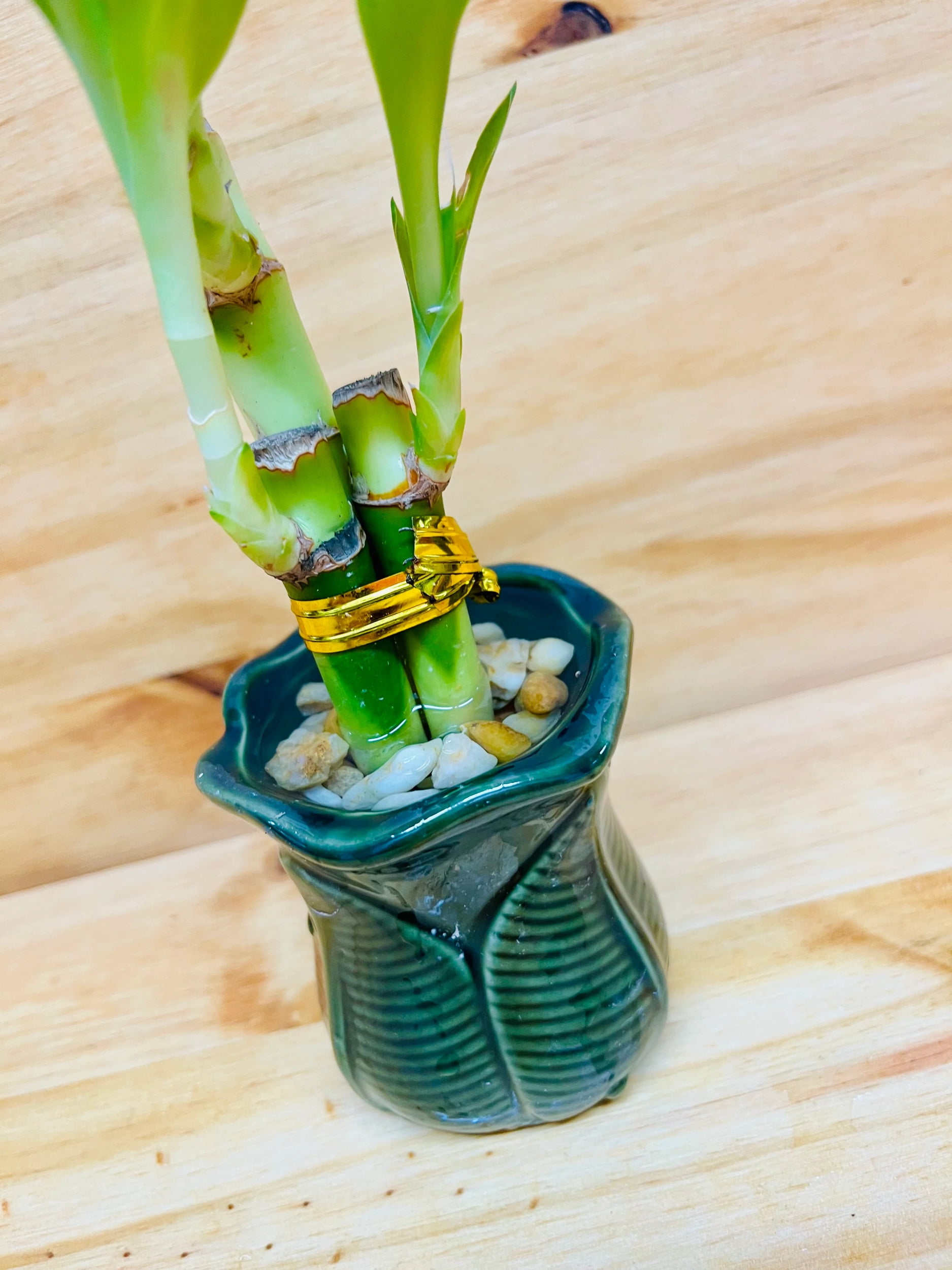Lucky Bamboo 446 in Ceramic Vase - Walmart.com