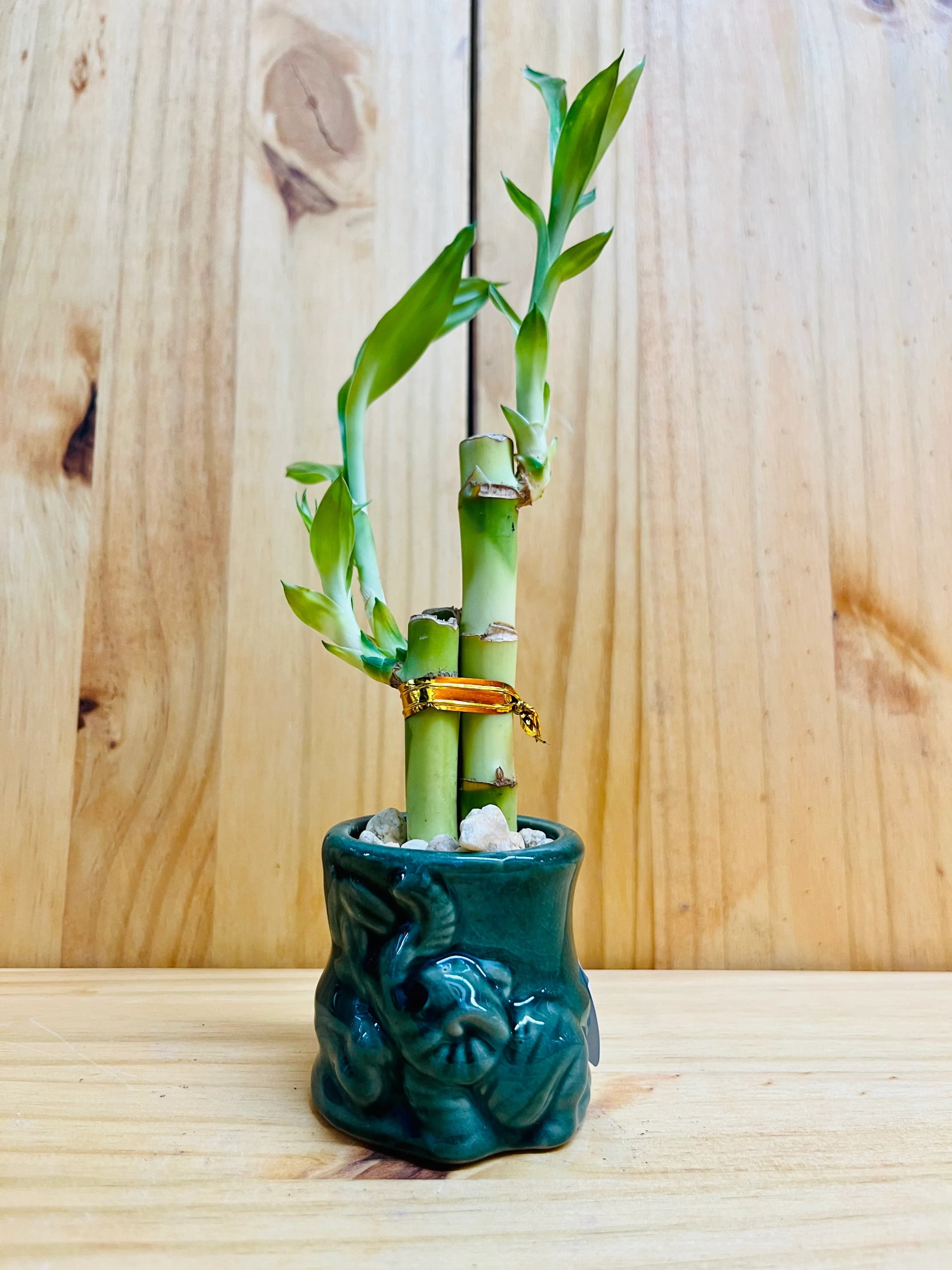 Lucky Bamboo 446 in Ceramic Vase - Walmart.com