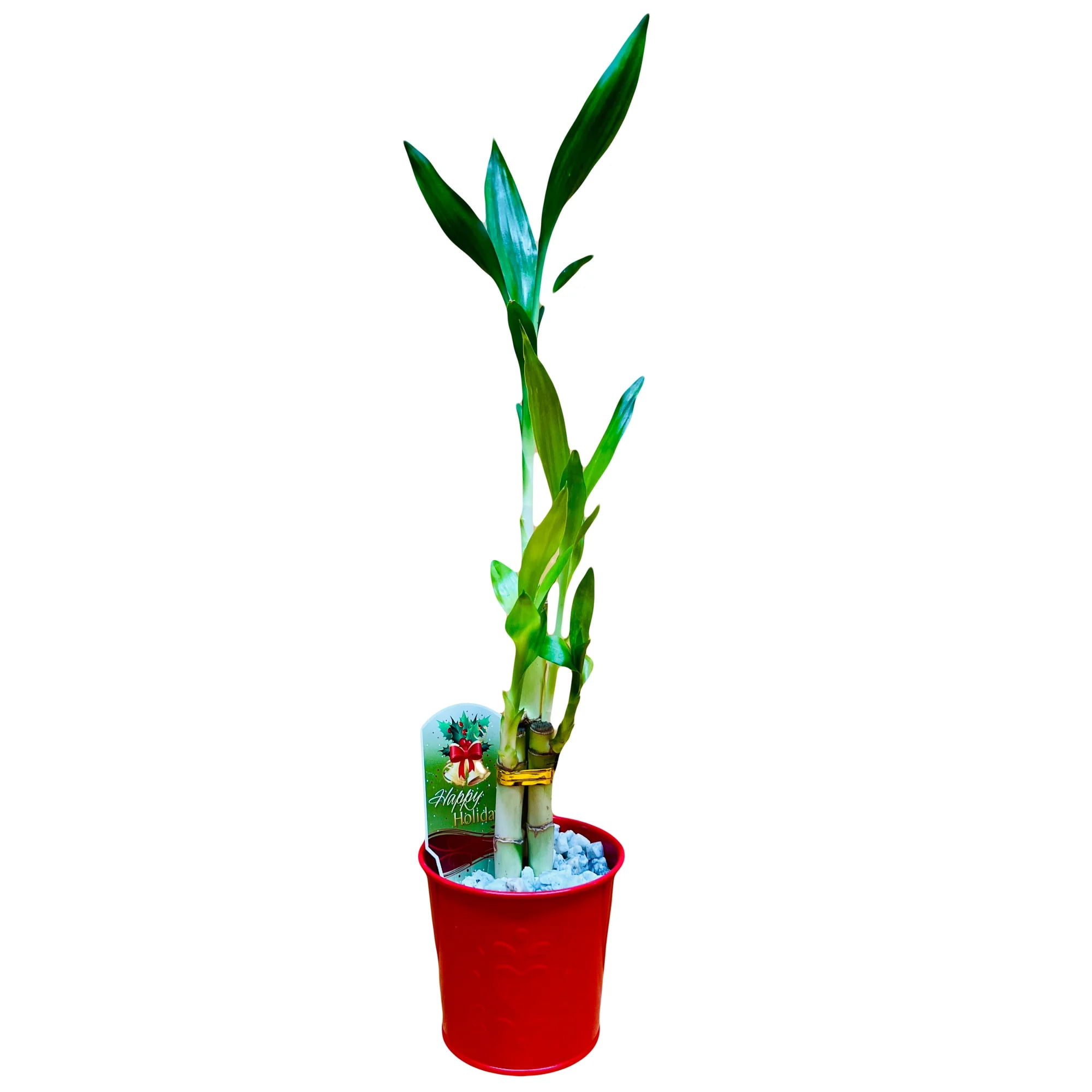 Lucky Bamboo 6”6”8” Red Metal Holiday Pot with Heart Design includes ...