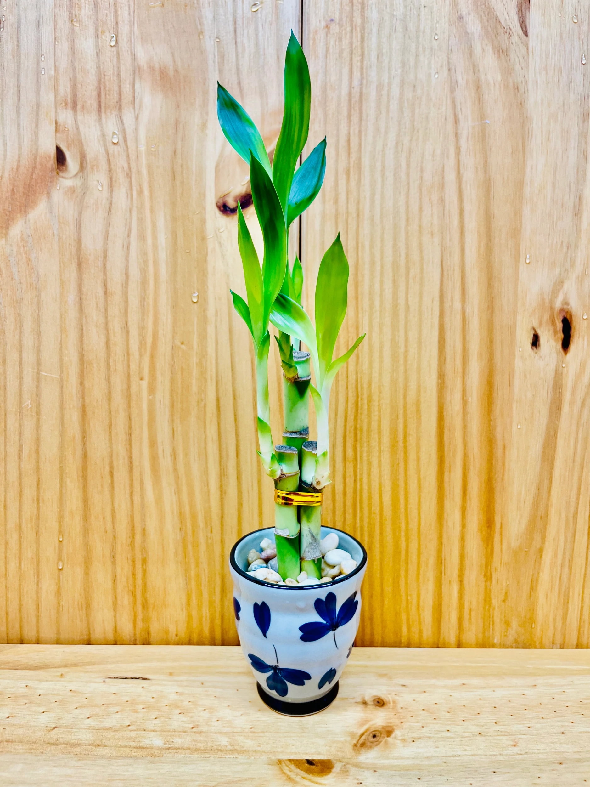 Lucky Bamboo 6”6”8” in Premium Ceramic Vase - Walmart.com