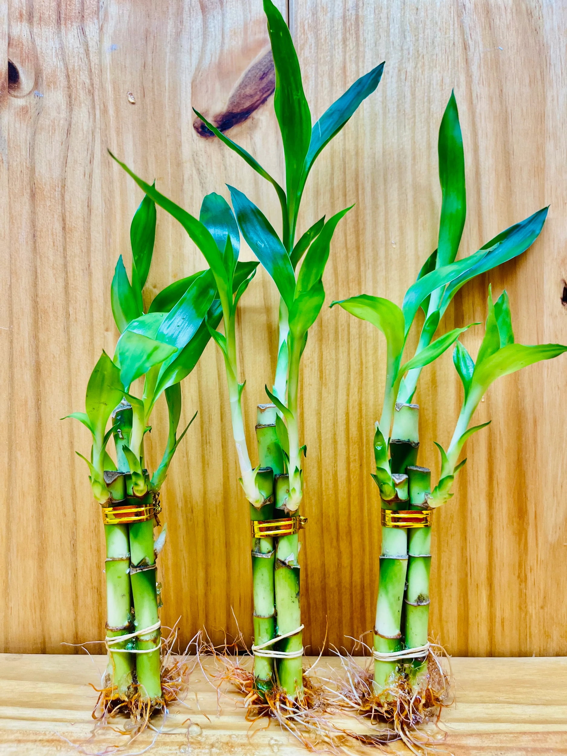 Real 3 Stem Live Lucky Bamboo Arrangements, Size 4” 4” 6”, Low ...