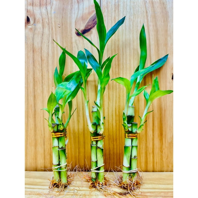 Real 3 Stem Live Lucky Bamboo Arrangements, Size 4” 4” 6”, Low ...