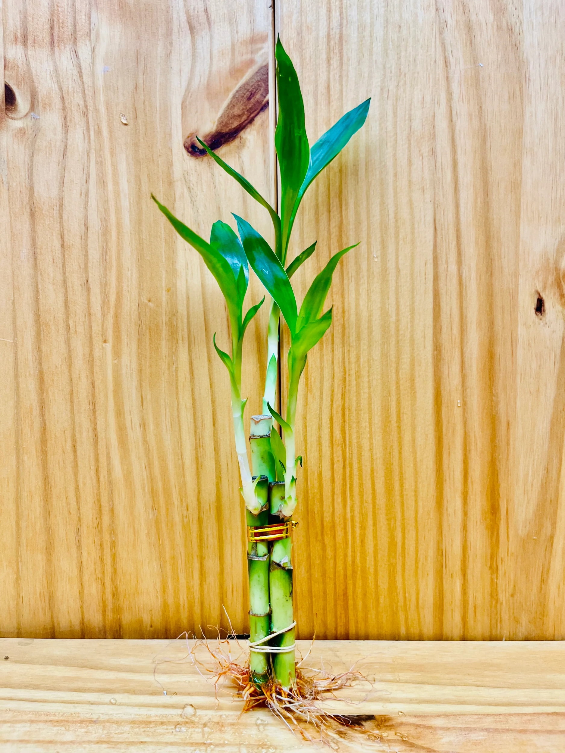 "Live Lucky Bamboo 3 Stem Arrangement - Fresh Real Decorating Plant ...