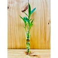"Live Lucky Bamboo 3 Stem Arrangement - Fresh Real Decorating Plant ...