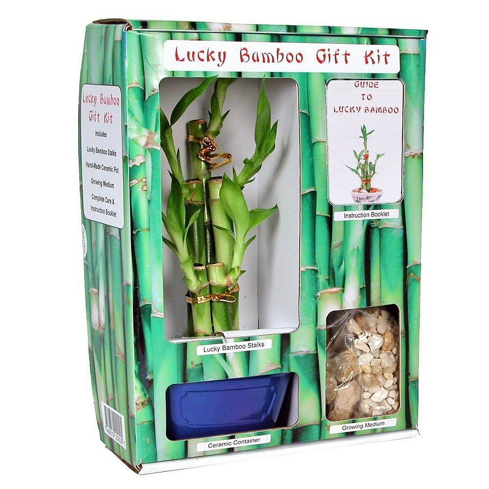 Lucky Bamboo Gift Kit - Complete with 5 Lucky Bamboo Stalks, Vase ...