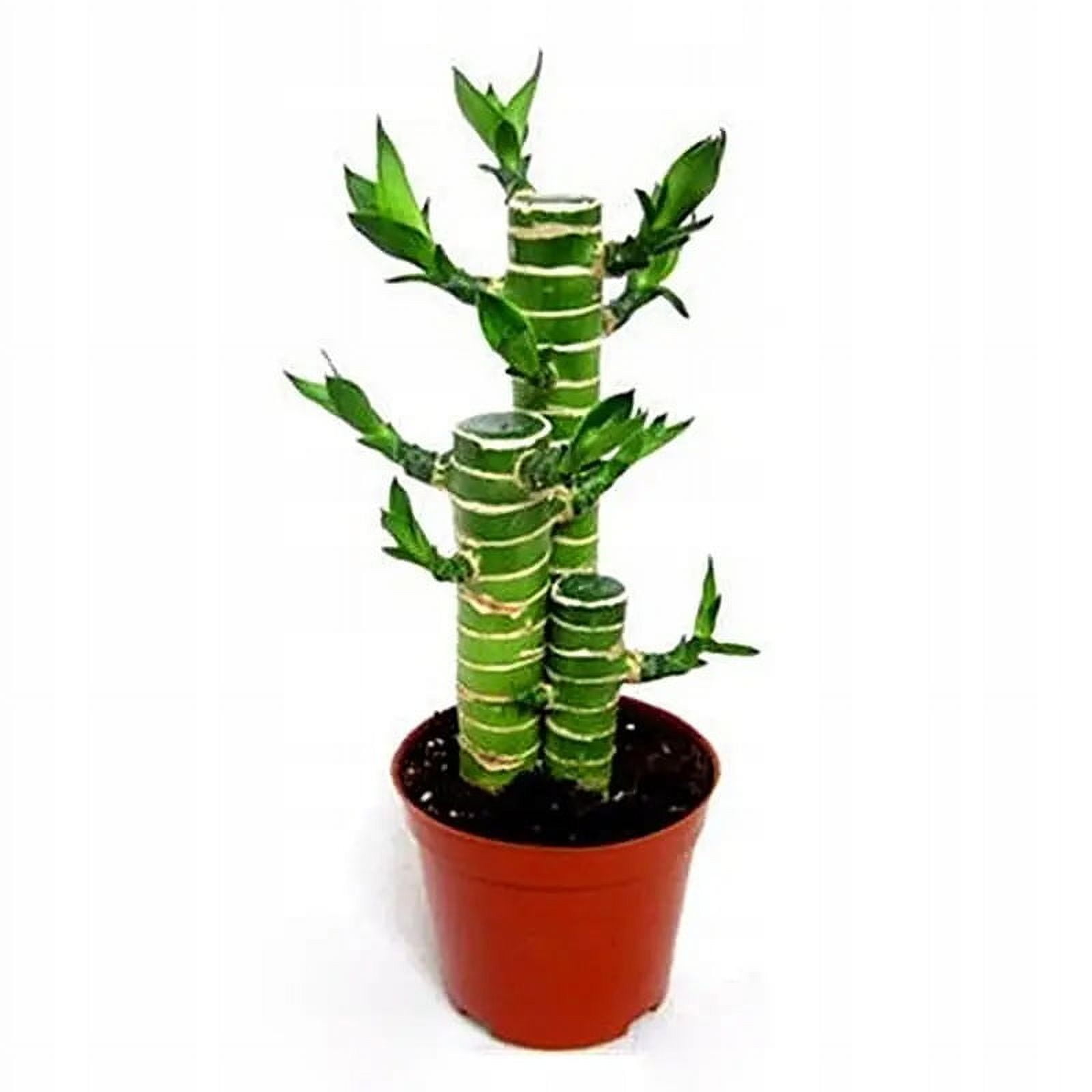 Lucky Bamboo Plant Easy to Grow, Air Purifying, Live Indoor Houseplants ...