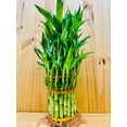 Lucky Bamboo Tower 3 Tier Arrangement - Walmart.com