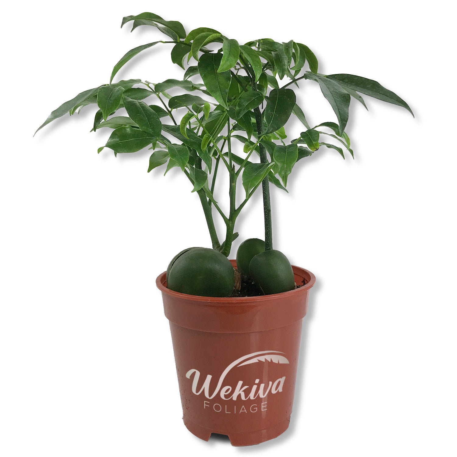 Lucky Bean Plant - Live Plant in a 4 Inch Pot - Castanospermum Australe ...