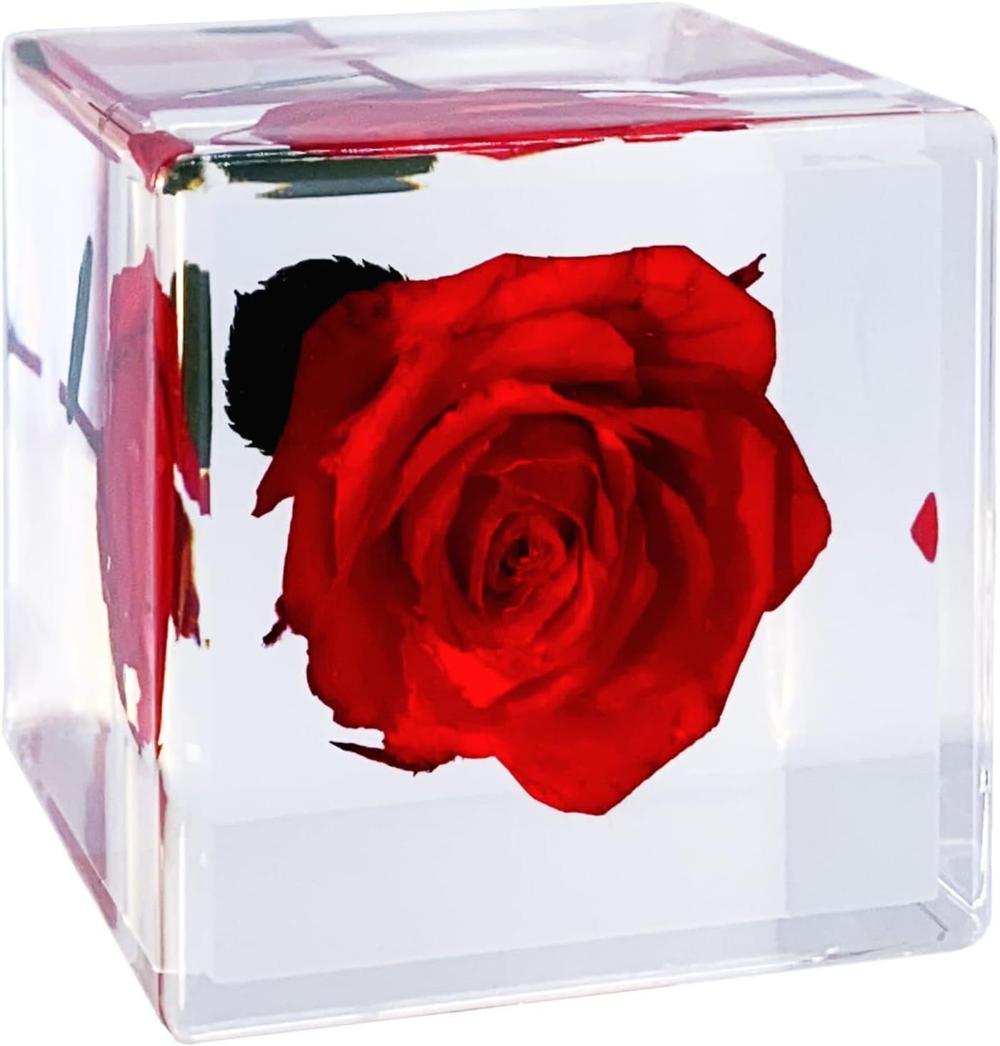 Lucky Charm Acrylic Resin Cube Paperweight with Decorative 3D Preserved ...