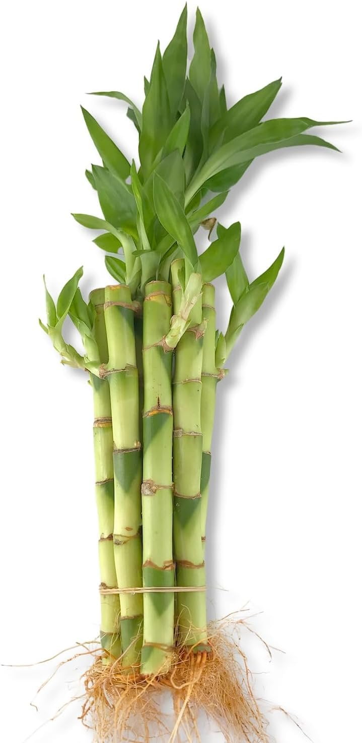 Lucky Indoor Bamboo - Live Plants - Ships Bare Root - 5-Pack of 8 Inch ...