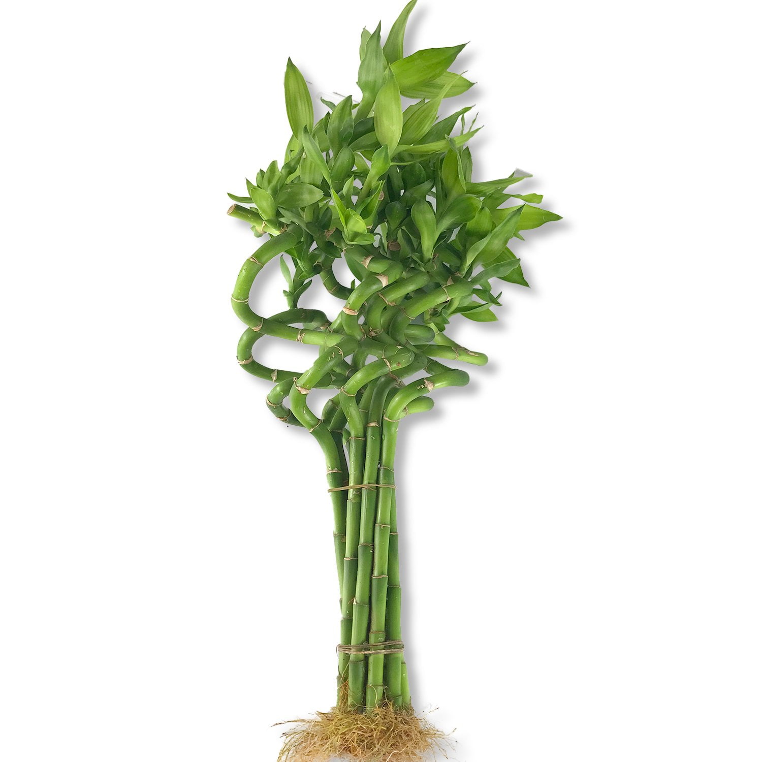 Lucky Indoor Bamboo - Live Plants - Ships Bare Root - 50-Pack of 12 ...