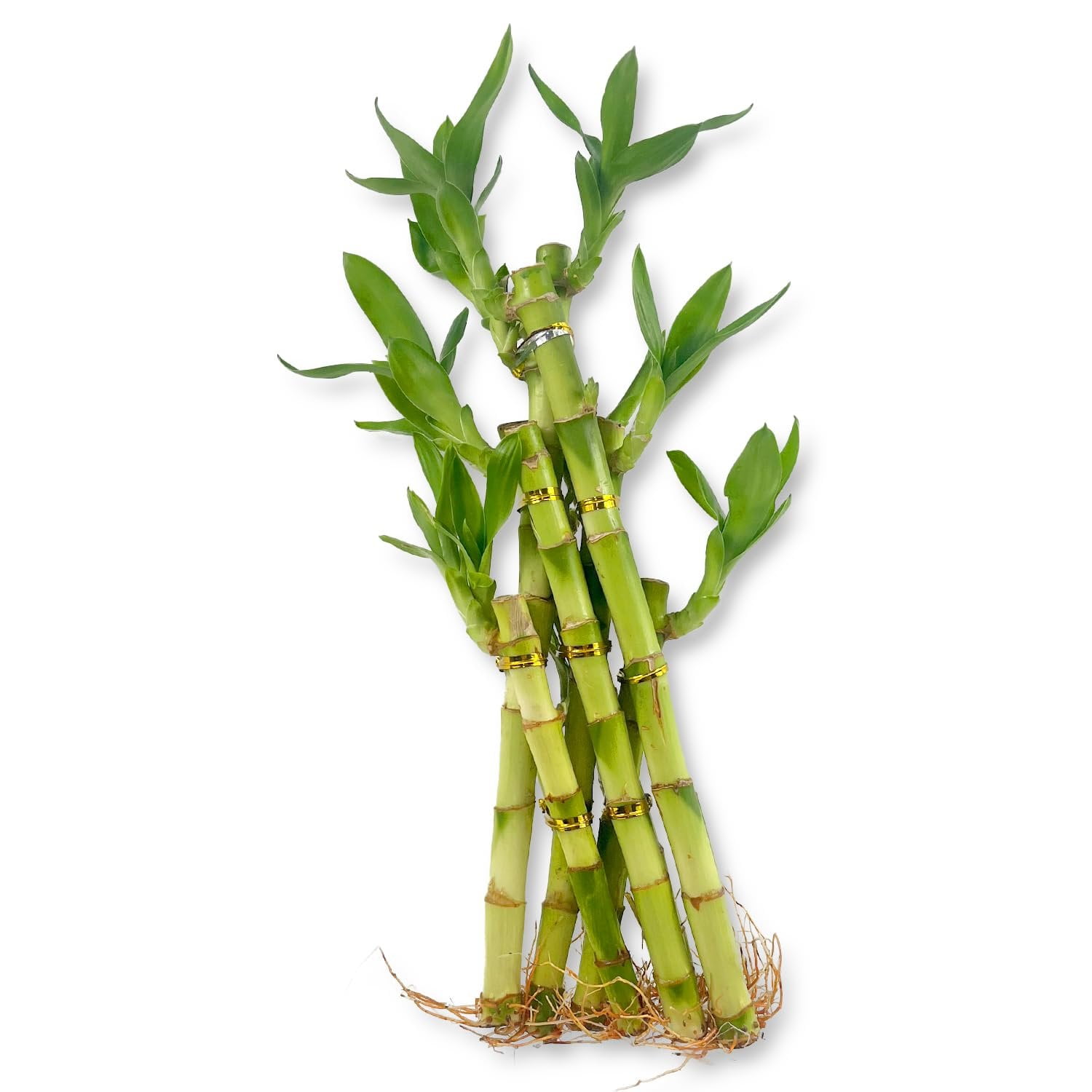 Lucky Indoor Bamboo Pyramid - Live Plant - Ships Bare Root - Approx 10 ...