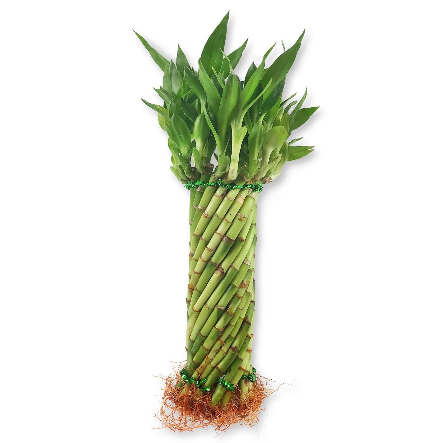 Lucky Indoor Bamboo Tornado - Live Plant - Ships Bare Root - Approx 10 Inch Tall Spiral Shaped ...