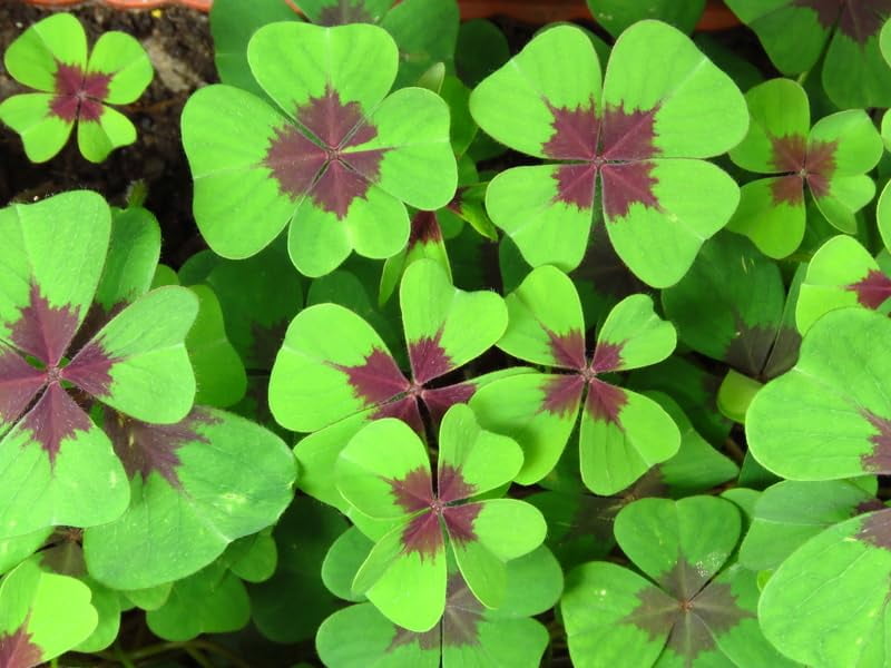 Lucky Leaf Shamrock Bulbs for Planting - Grow Iron Cross Oxalis Flowers ...