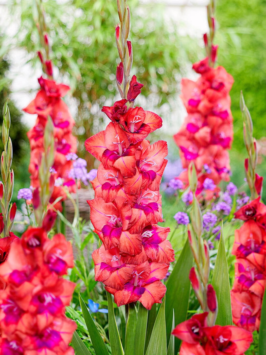 Lucky Lips Large Flowering Gladiolus 10 Bulbs - 12/14 cm NEW - Walmart.com