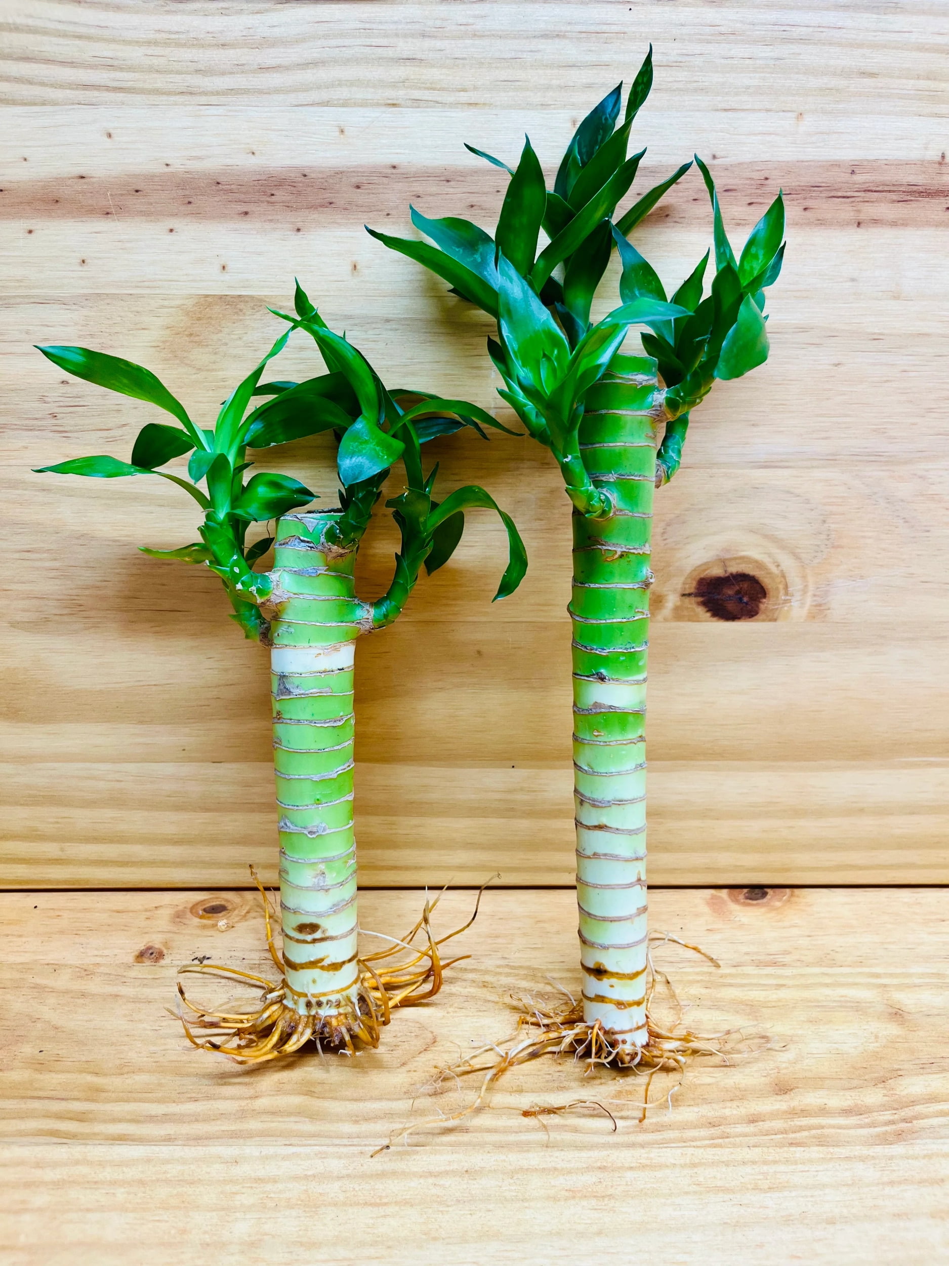 Lucky Lotus Bamboo One 8” & One 6” Stem - Walmart.com