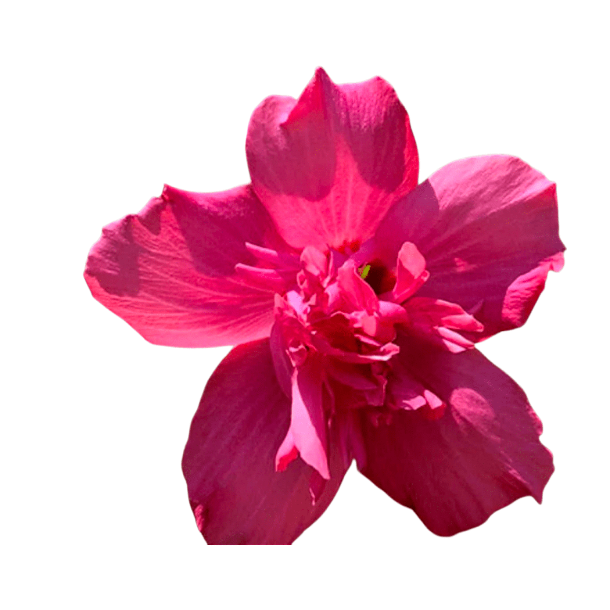 Lucy Althea Double Rosy Red Tree – 2 Gallon Equivalent Bareroot Plant ...