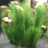 Java Moss - Easy Live Fresh Water Aquatic Plant for Fish Tank, Floating ...