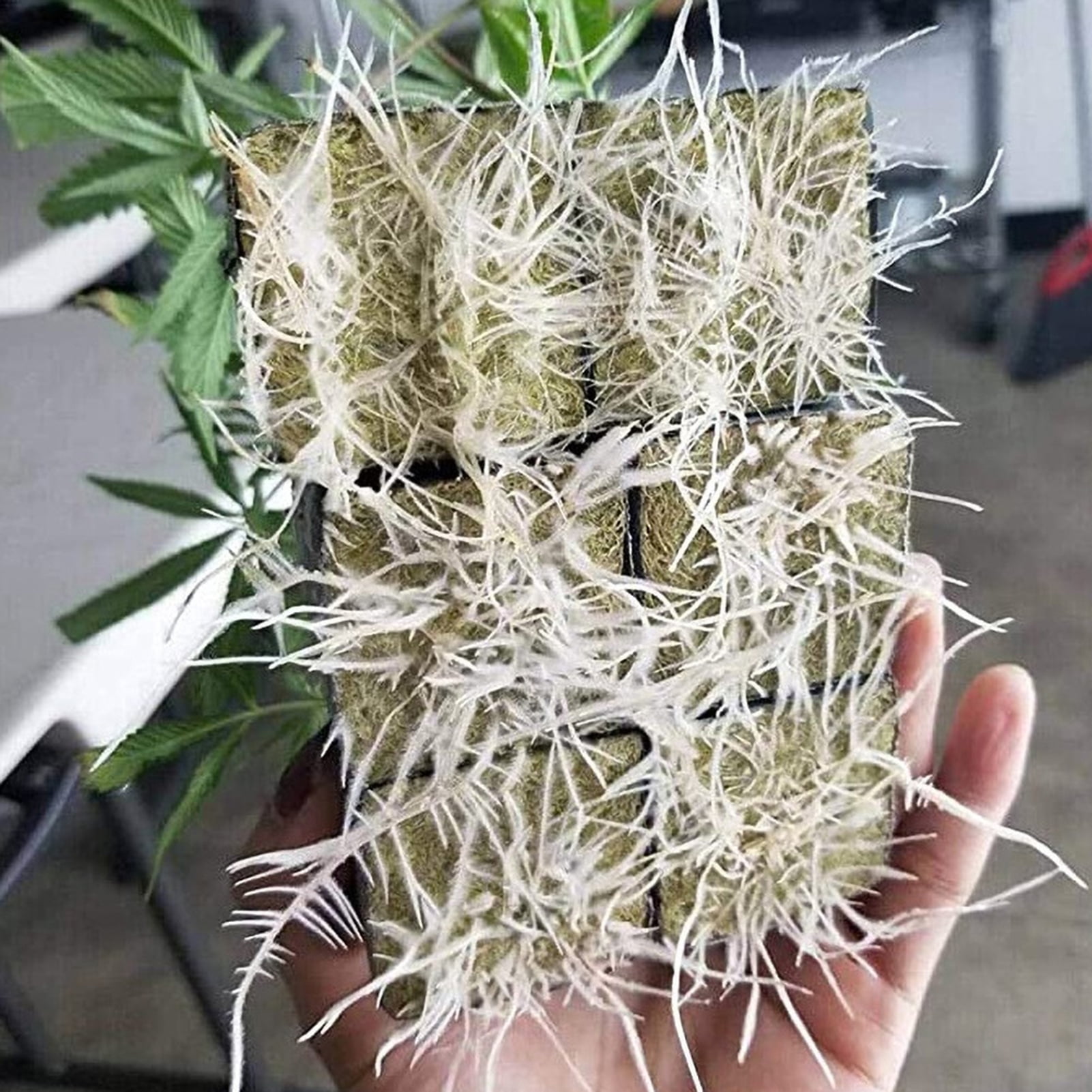 Ludlz 2Pcs Garden Stonewool Grow Cubes Starter Plugs for Soilless Cultivation Seedlings Cuttings ...