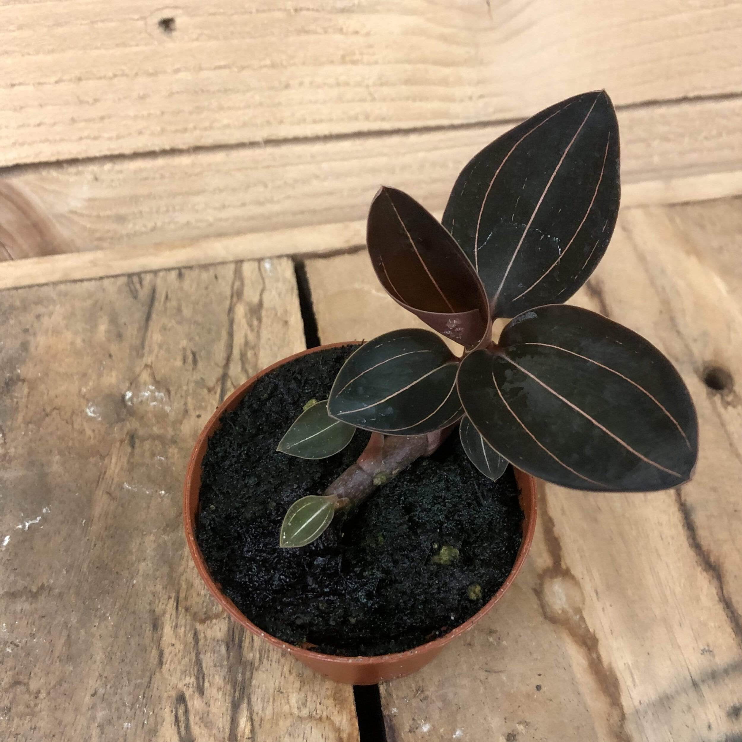 Ludochilus Sea Turtle, 2" Plant, The Plant Farm - Walmart.com