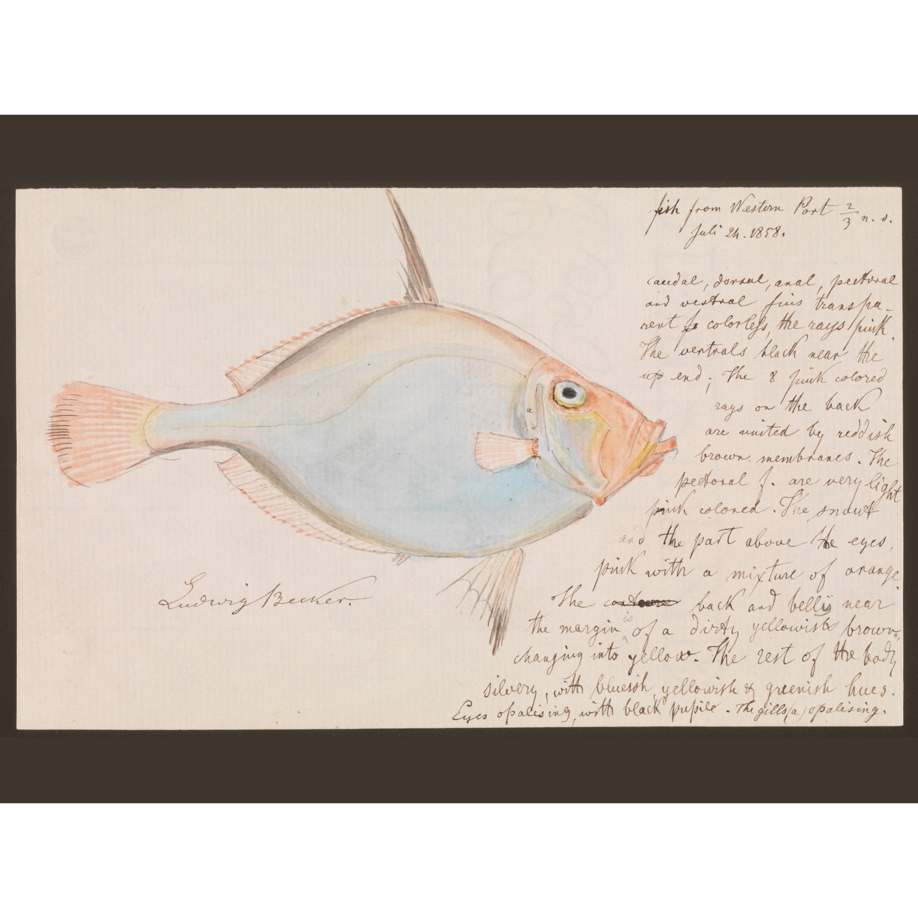 Ludwig Becker Silver Dory Fish Illustration Extra Large Art Print Wall ...